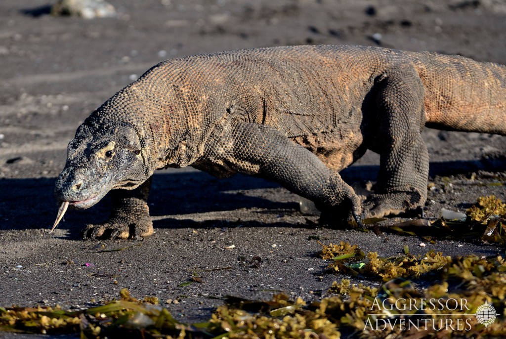 Komodo – INDO Aggressor – GreatXplorers